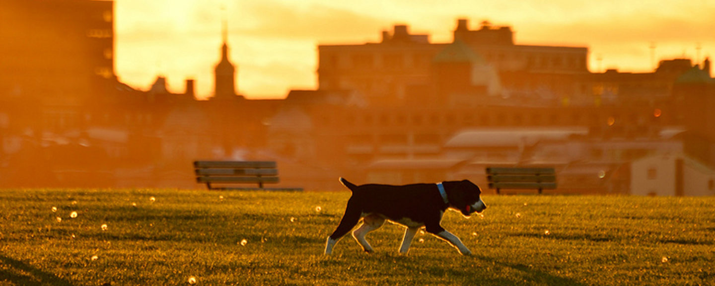 7 Hikes and Walks to take With Your Dog | Visit Portland