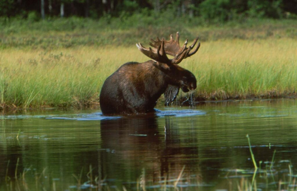 Moose in Maine, Photo courtesy of Maine Office of Tourism | Visit Portland