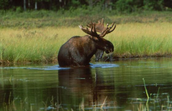 Moose in Maine, Photo courtesy of Maine Office of Tourism | Visit Portland
